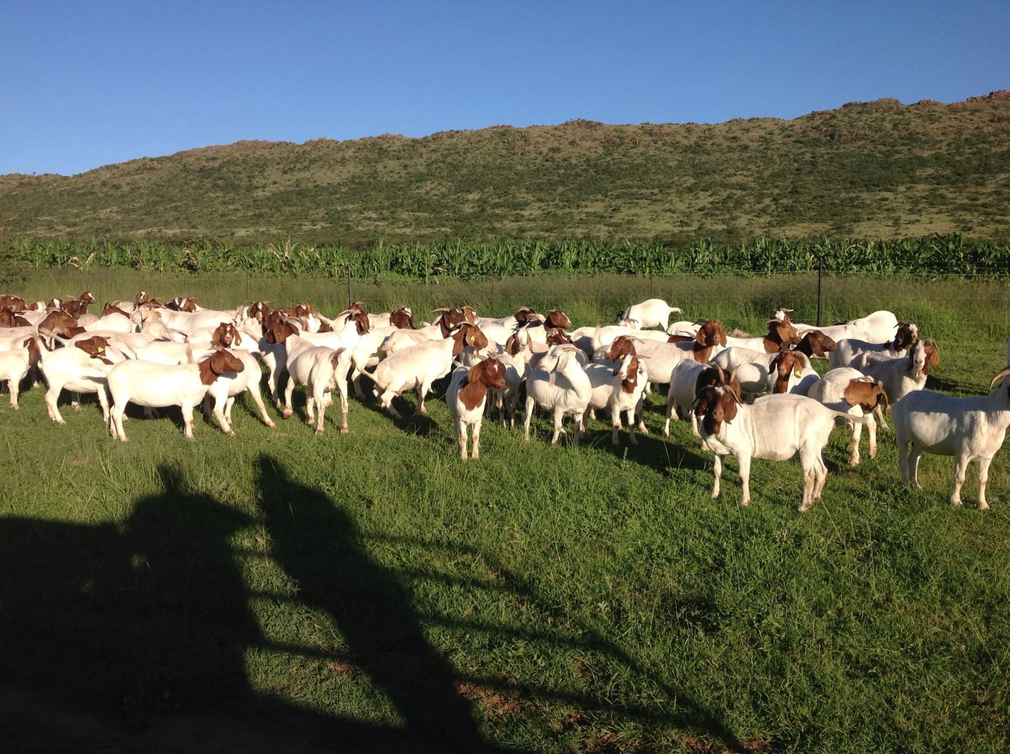 NaLFA-SA – Following months of consultations, NaLFA-SA was launched on ...